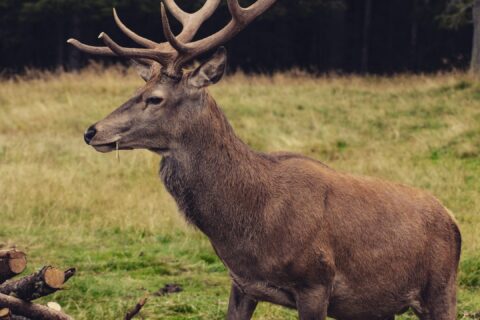 The Best and Worst Countries for Animal Welfare: Comparing global ...